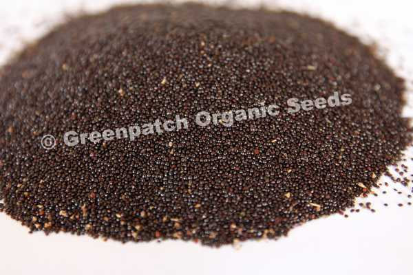 Amaranth Seeds - Greenpatch Organic Seeds