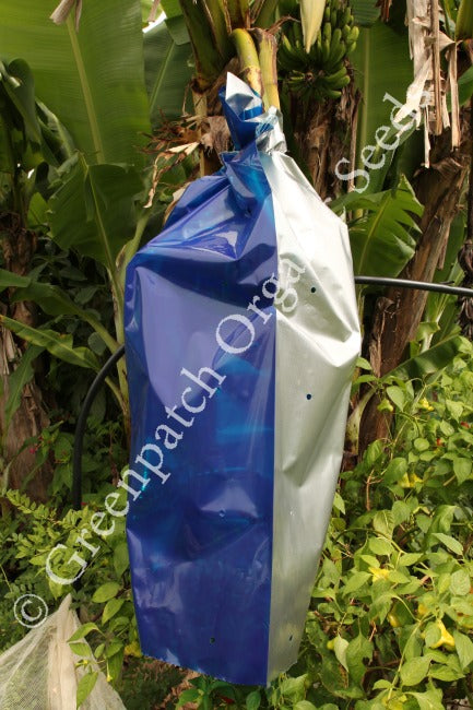 Banana Bunch Covers - Greenpatch Organic Seeds
