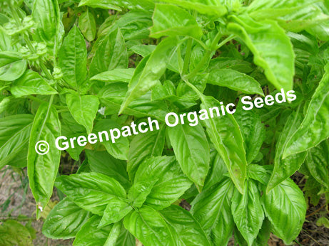 Basil Seed - Greenpatch Organic Seeds
