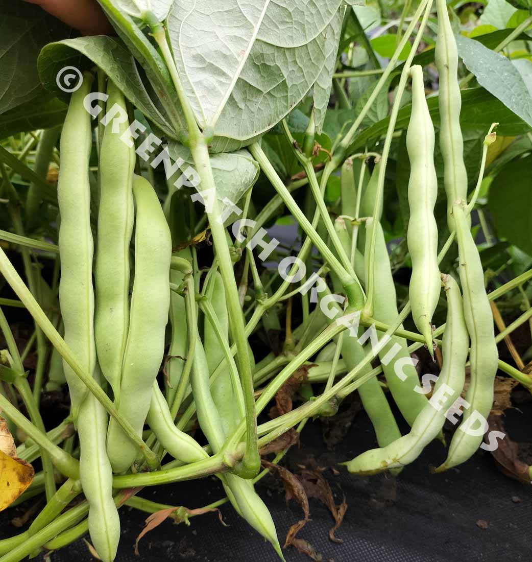 Bean Seeds - Greenpatch Organic Seeds