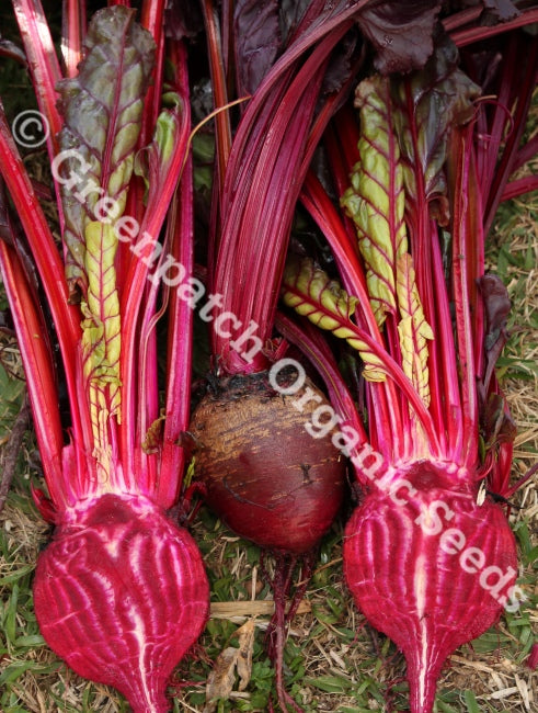 Beetroot Seeds - Heirloom Varieties - Greenpatch Organic Seeds