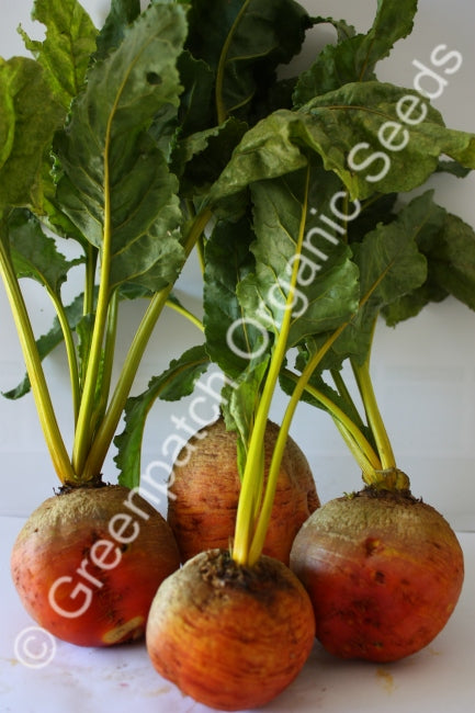 Beetroot Seeds - Heirloom Varieties - Greenpatch Organic Seeds