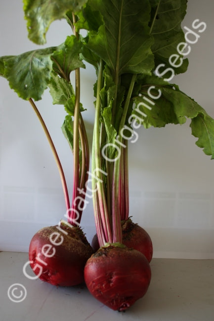 Beetroot Seeds - Heirloom Varieties - Greenpatch Organic Seeds