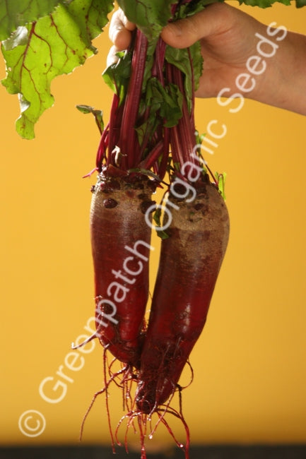 Beetroot Seeds - Heirloom Varieties - Greenpatch Organic Seeds