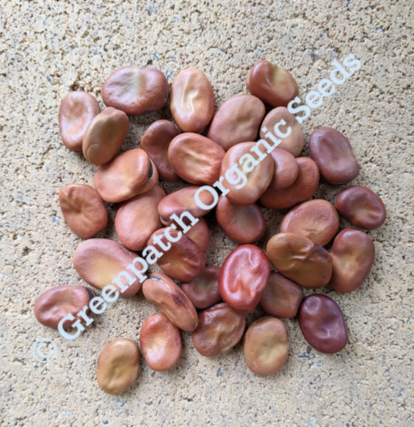 Broad Bean Cole Dwarf Seed - Greenpatch Organic Seeds