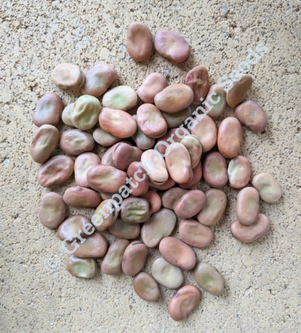 Buy Broad Bean Long Pod Seed - Greenpatch Organic Seeds