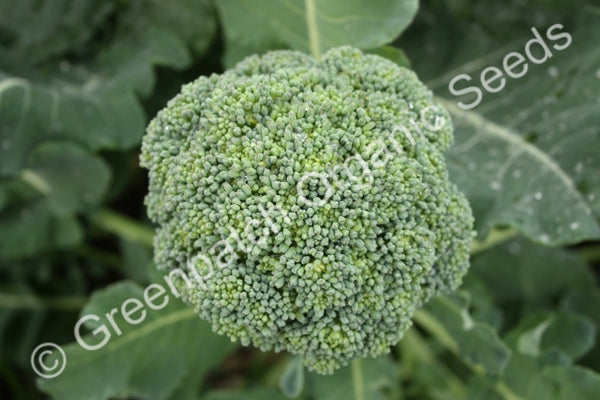 Broccoli Seeds - Greenpatch Organic Seeds