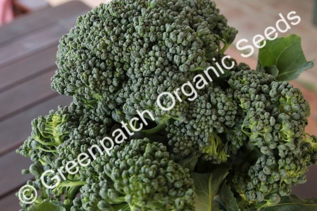 Broccoli Seeds - Greenpatch Organic Seeds