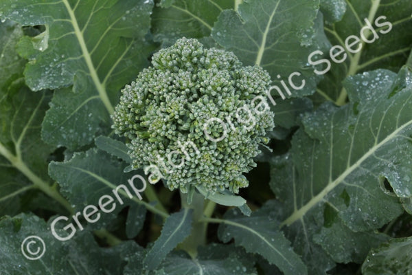 Broccoli Di Cicco Seed Organic - Greenpatch Organic Seeds