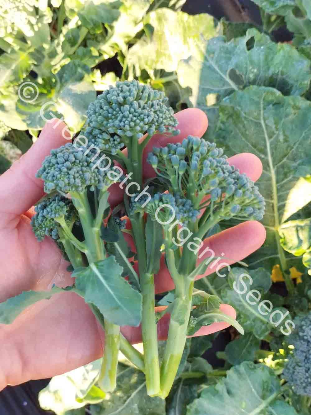 Broccoli Seeds - Greenpatch Organic Seeds