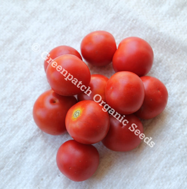 Burwood Prize Tomato Seed - Greenpatch Organic Seeds