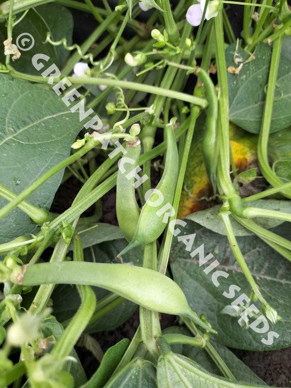 Bean Bush - Prince Spanish Tolosana Kidney Bean - Greenpatch Organic Seeds