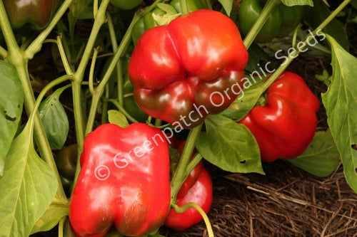Capsicum Seeds - Greenpatch Organic Seeds