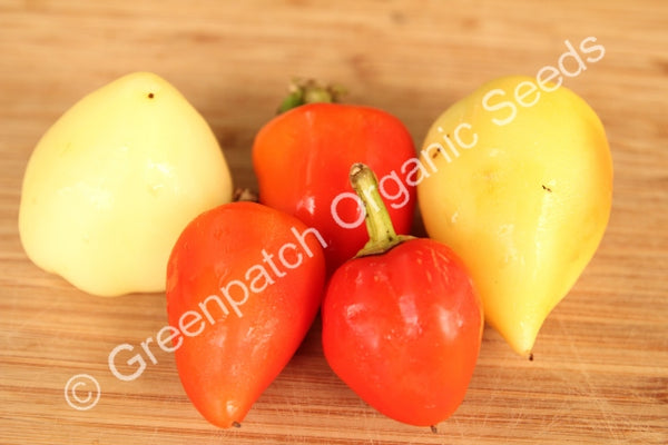 Capsicum Seeds - Greenpatch Organic Seeds