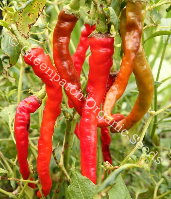 Capsicum Seeds - Greenpatch Organic Seeds