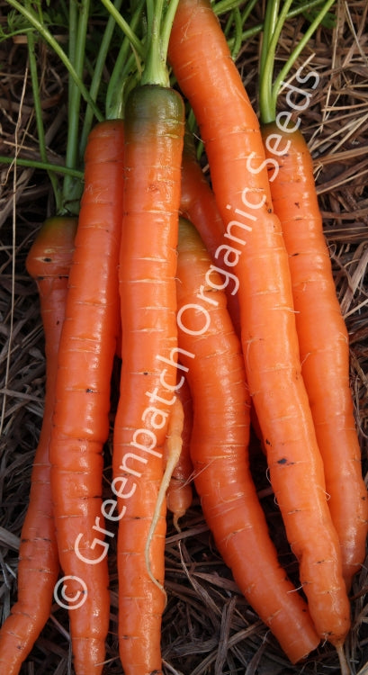 Carrot Seeds - Greenpatch Organic Seeds