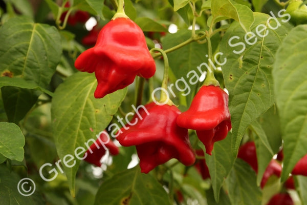 Bell Chilli Seed Organic - Greenpatch Organic Seeds