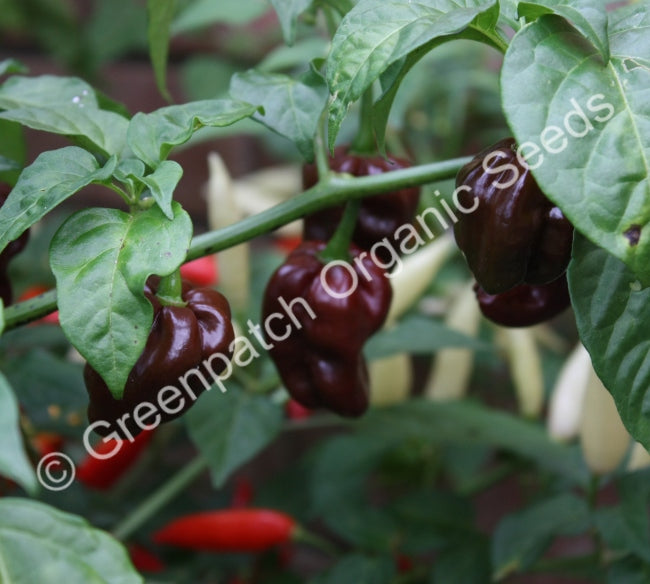 Chilli Seeds - Greenpatch Organic Seeds