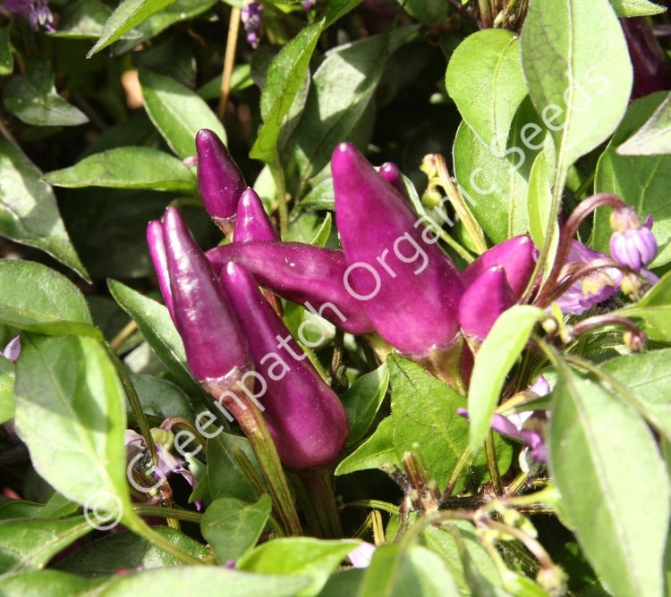 Chilli Seeds - Greenpatch Organic Seeds