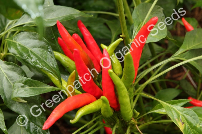 Chilli Seeds - Greenpatch Organic Seeds