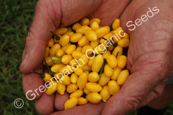Yellow Jelly Bean Chilli Seeds - Greenpatch Organic Seeds