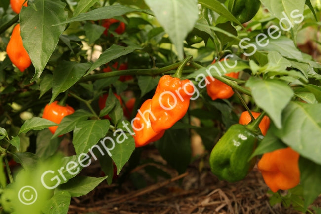 Chilli Seeds - Greenpatch Organic Seeds