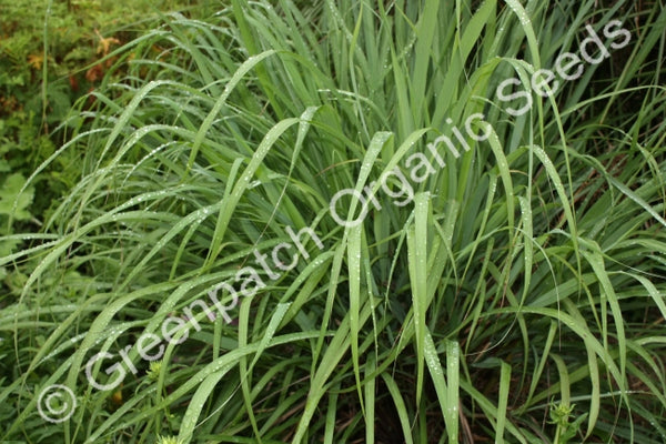 Citronella Grass Plants Organic - Greenpatch Organic Seeds