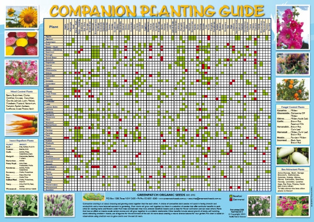 Melon Companion Planting Chart