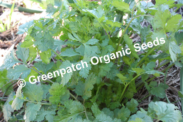 Bee and Insect Attracting Seeds - Greenpatch Organic Seeds