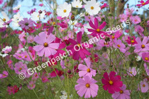 Cosmos Seed - Greenpatch Organic Seeds