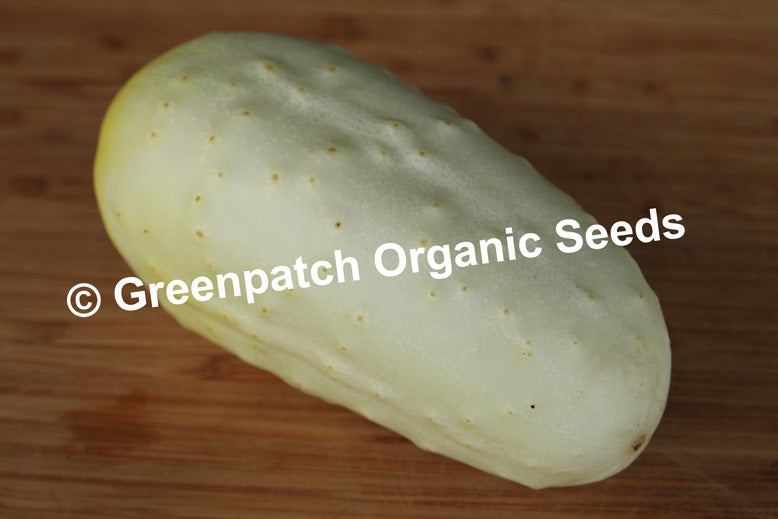Cucumber Seed - Greenpatch Organic Seeds