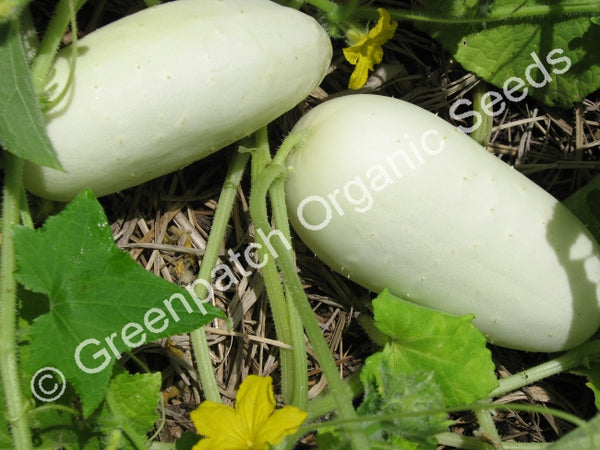 Long White Cucumber Seed - Greenpatch Organic Seeds