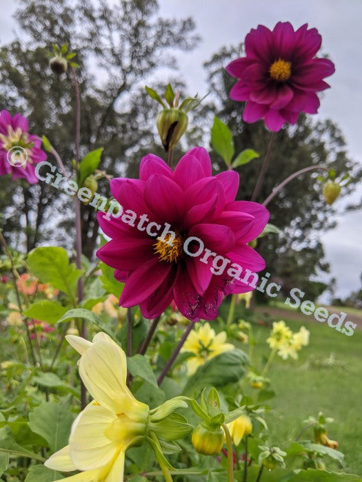 Dahlia Bedding Mix Seed - Greenpatch Organic Seeds