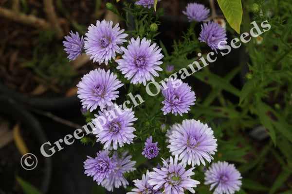 Easter Daisy - Dwarf Blue - Greenpatch Organic Seeds