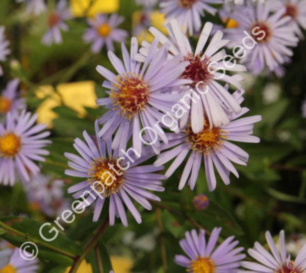 Easter Daisy - Tall Blue - Greenpatch Organic Seeds