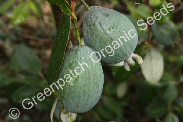 Guava Plants - Greenpatch Organic Seeds