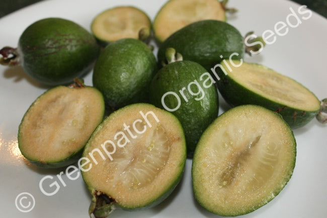 Guava Plants - Greenpatch Organic Seeds
