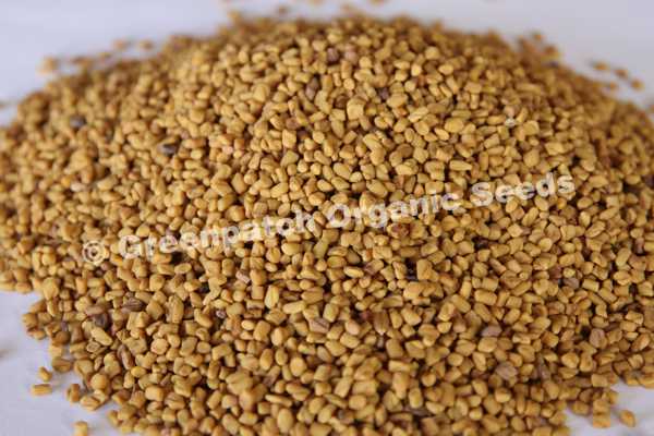 Sprouting Fenugreek Seed - Greenpatch Organic Seeds