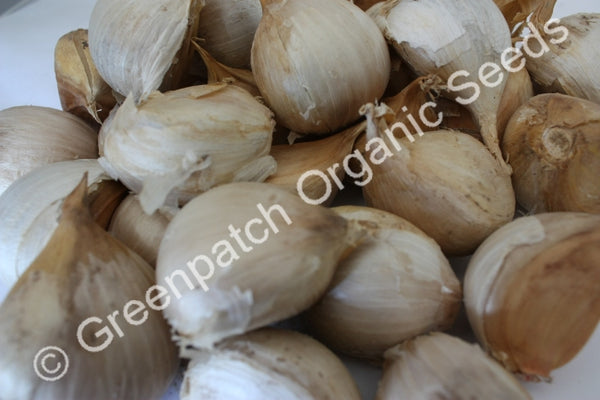 Garlic Seed - Greenpatch Organic Seeds