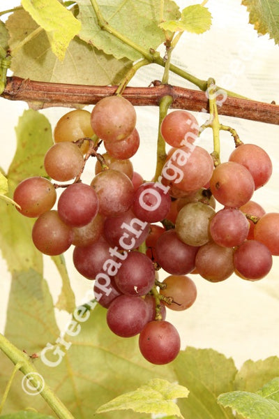 Grape Plants - Greenpatch Organic Seeds