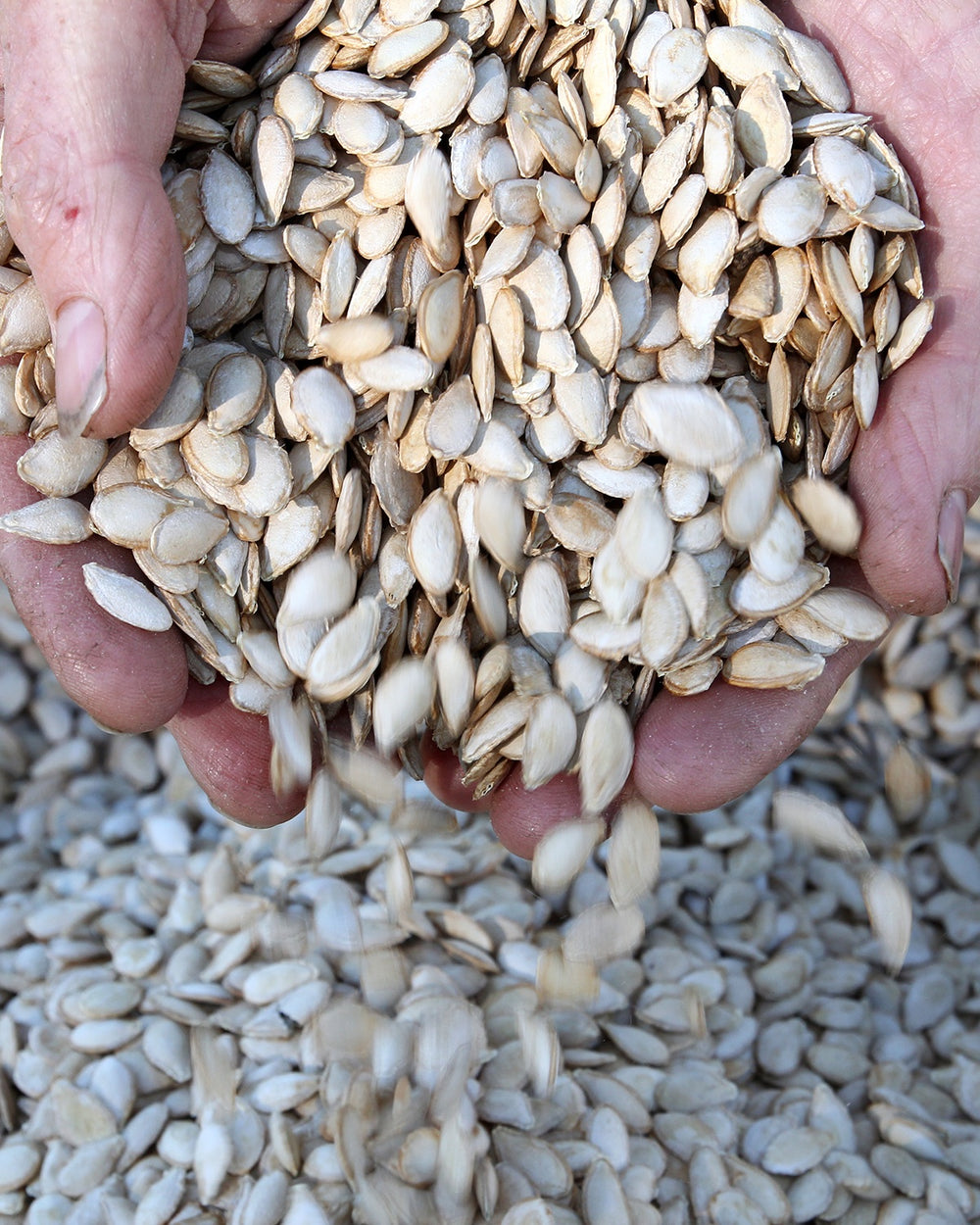 Greenpatch Organic Seeds & Plants - Heirlooms Seeds and live plants