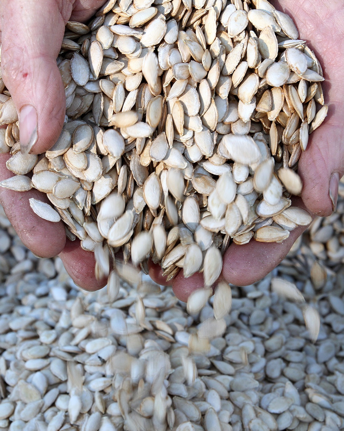 Greenpatch Organic Seeds & Plants - Heirlooms Seeds and live plants