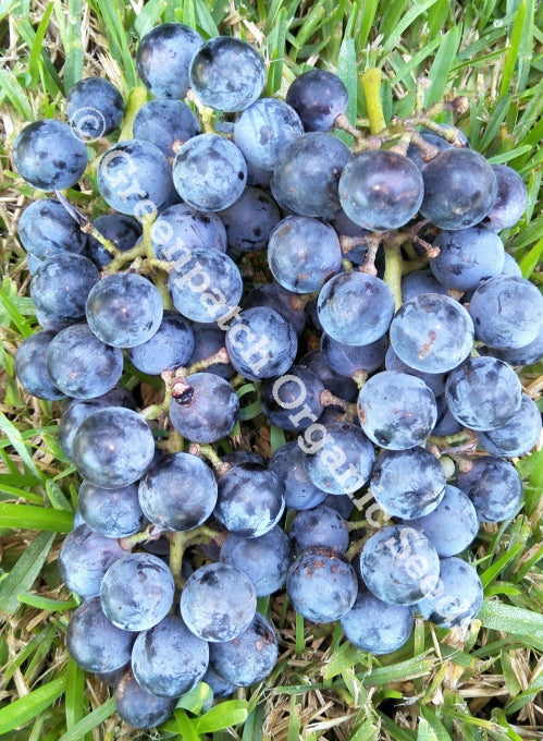 Grape Chambourcin Plants - Greenpatch Organic Seeds