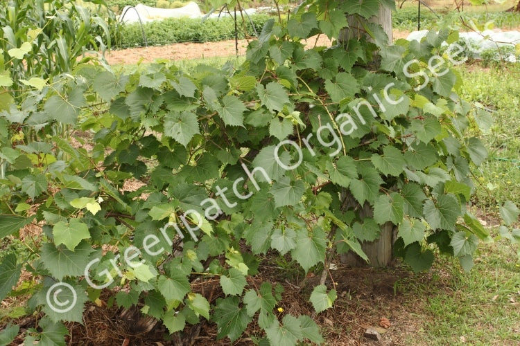Grape Plants - Greenpatch Organic Seeds