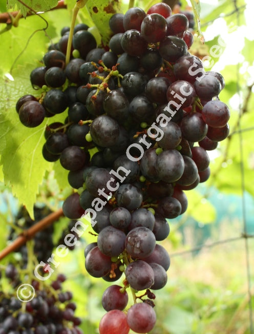 Grape Plants - Greenpatch Organic Seeds
