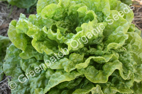 Green Mignonette Lettuce Seed - Greenpatch Organic Seeds