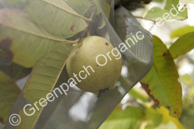 Guava Plants - Greenpatch Organic Seeds