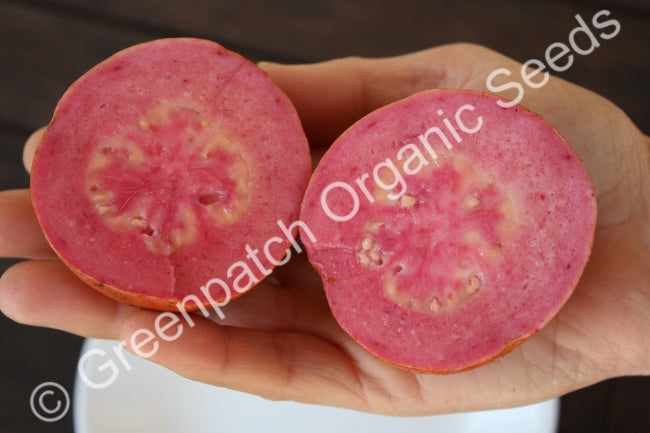 Guava Plants - Greenpatch Organic Seeds
