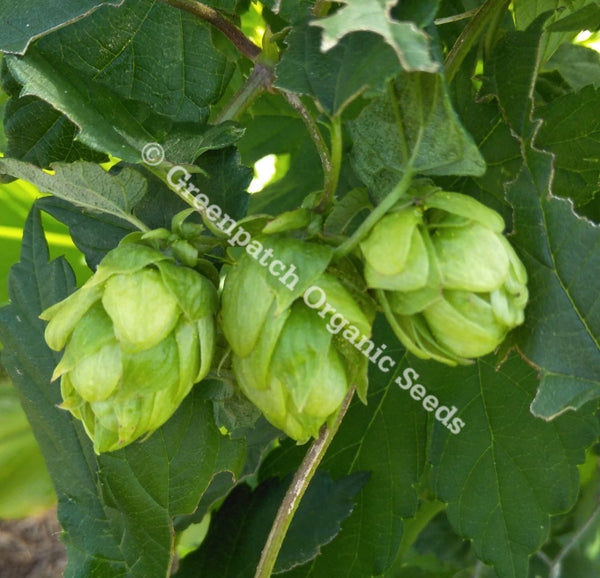 Hops Pride of Ringwood Plants - Greenpatch Organic Seeds