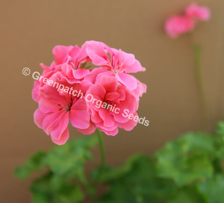 Plants Geraniums - Greenpatch Organic Seeds
